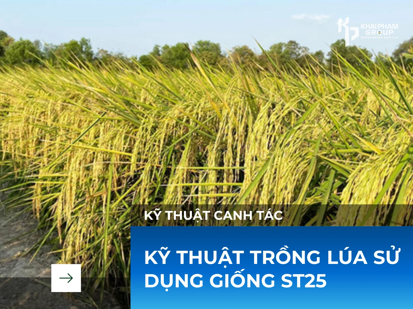 Kỹ Thuật Trồng Lúa Sử Dụng Giống ST25 – Tăng Năng Suất, Chống Chịu Sâu ...