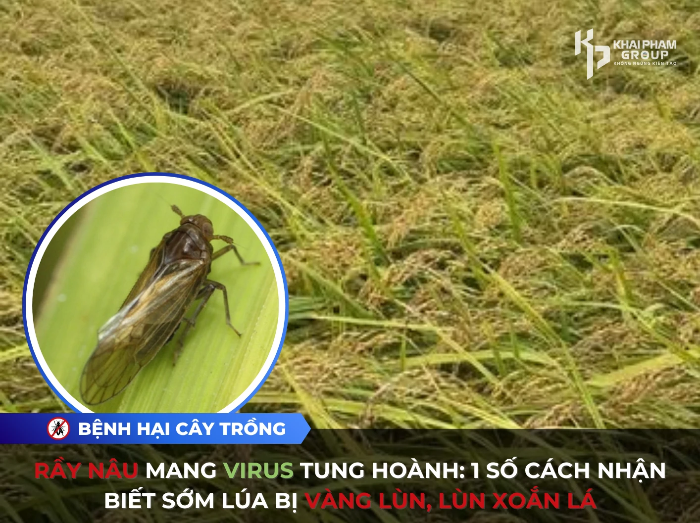 RẦY NÂU MANG VIRUS TUNG HOÀNH: 1 SỐ CÁCH NHẬN BIẾT SỚM LÚA BỊ VÀNG LÙN ...